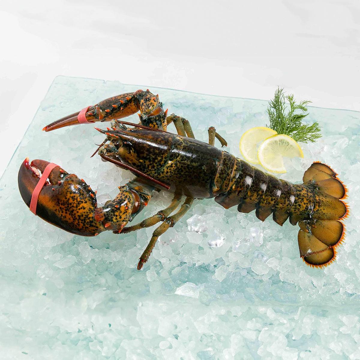 Canadian Live Lobster (L) (1pc) – city'super E-Shop