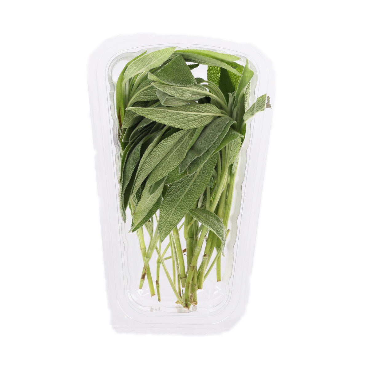 Kenyan Sage (Pack) (1pack) – city'super E-Shop