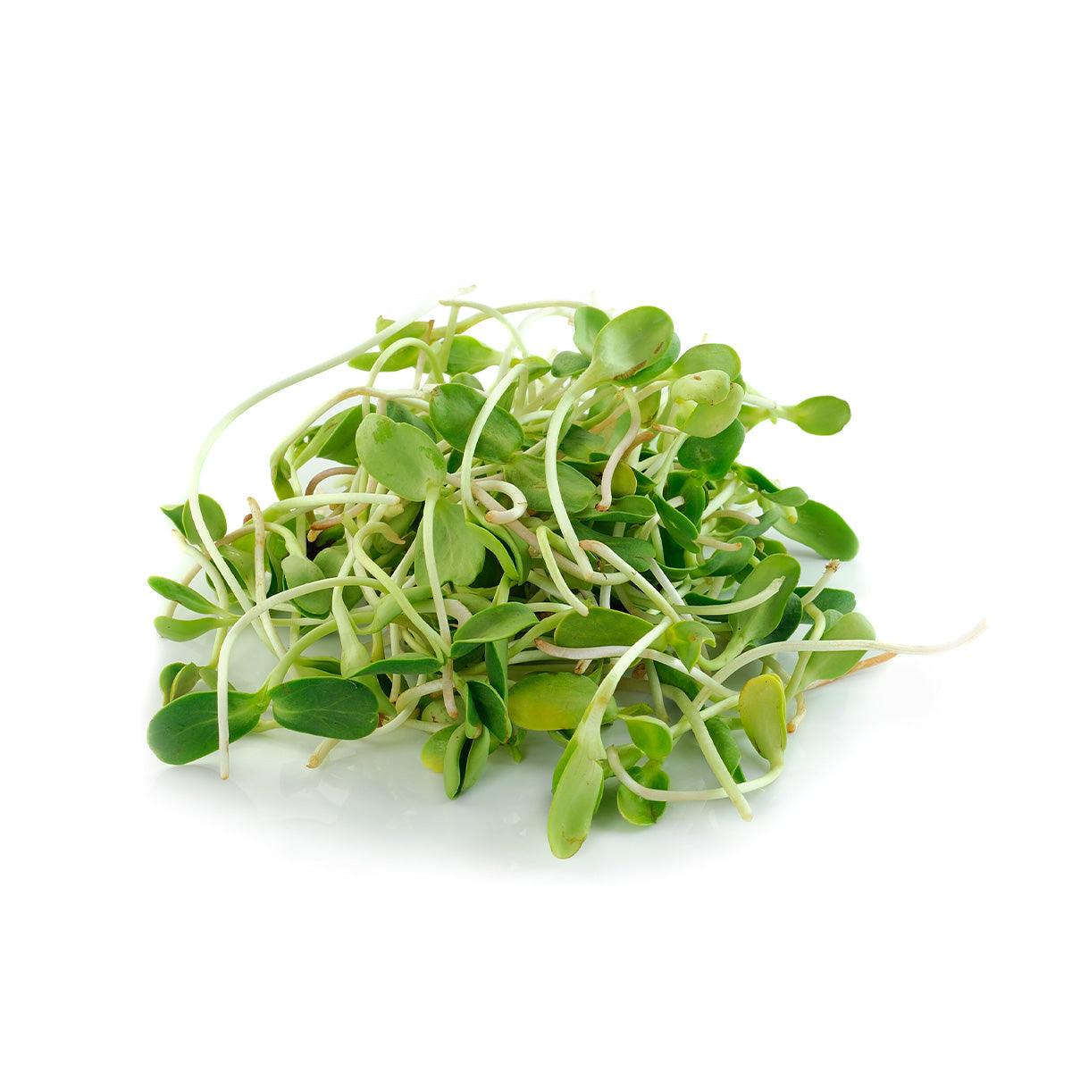 Local Pea Sprout (Food Waste Compost) (300g) – city'super E-Shop