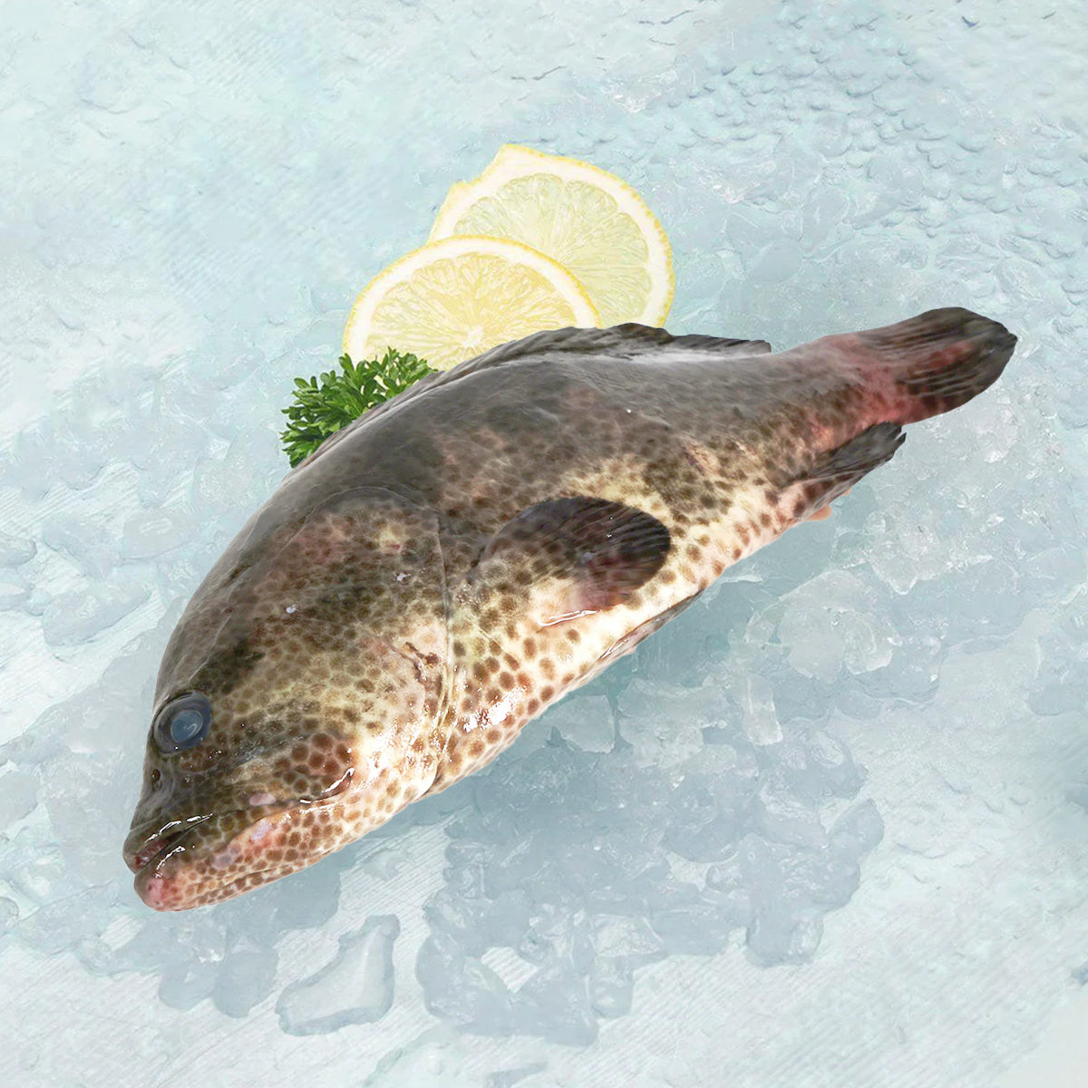 Tiger Grouper (Whole) – city'super E-Shop