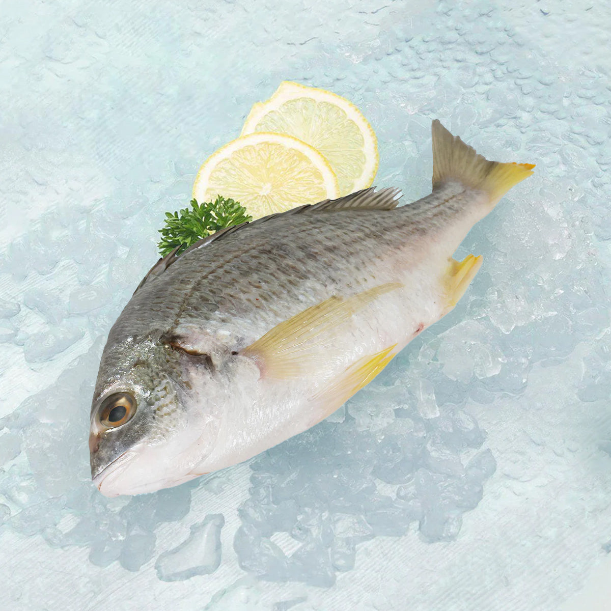 Yellow Fin Seabream (Whole) – city'super E-Shop